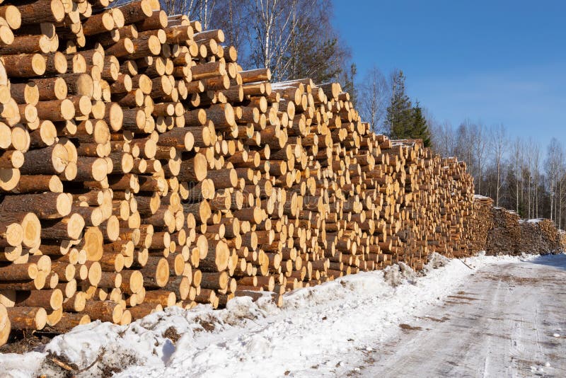 Pile of Logged Tree Trunks. Sawn Trees from the Forest Stock Image ...