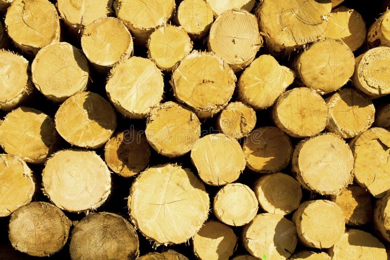 Pile of logs stock photo. Image of organic, nature, logs - 14401316