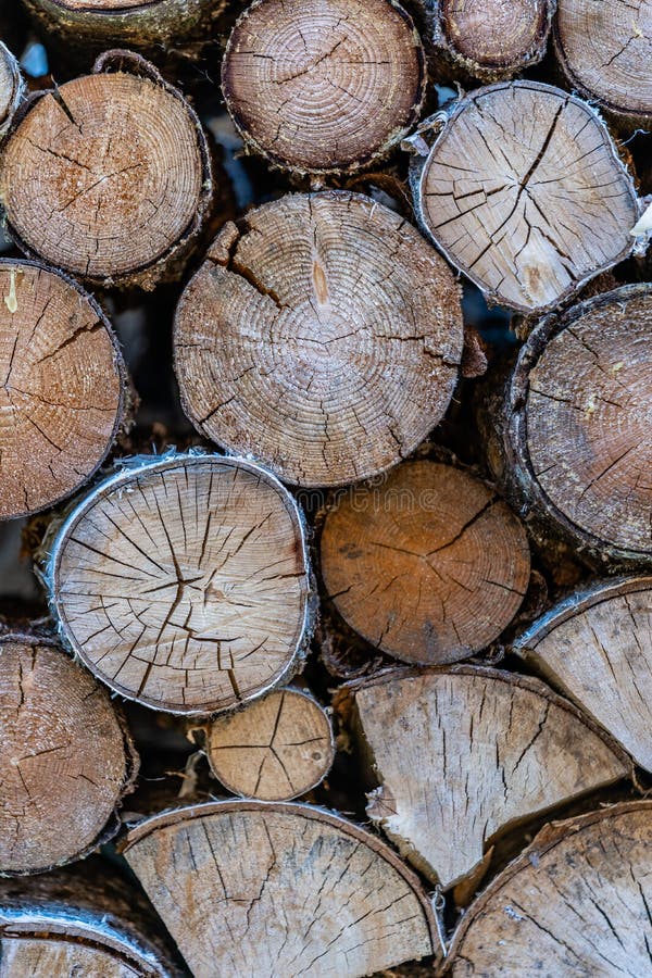 A Pile of Logs in the Backyard on the Sunny Summer Evening Stock Image ...