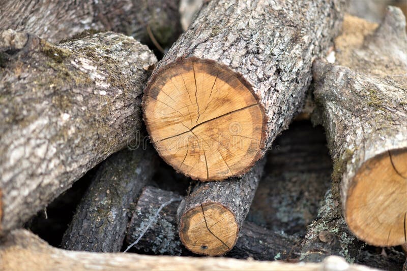 Sawed Tree Trunks. the Felled Trees Were Sawn into Stumps Stock Image ...