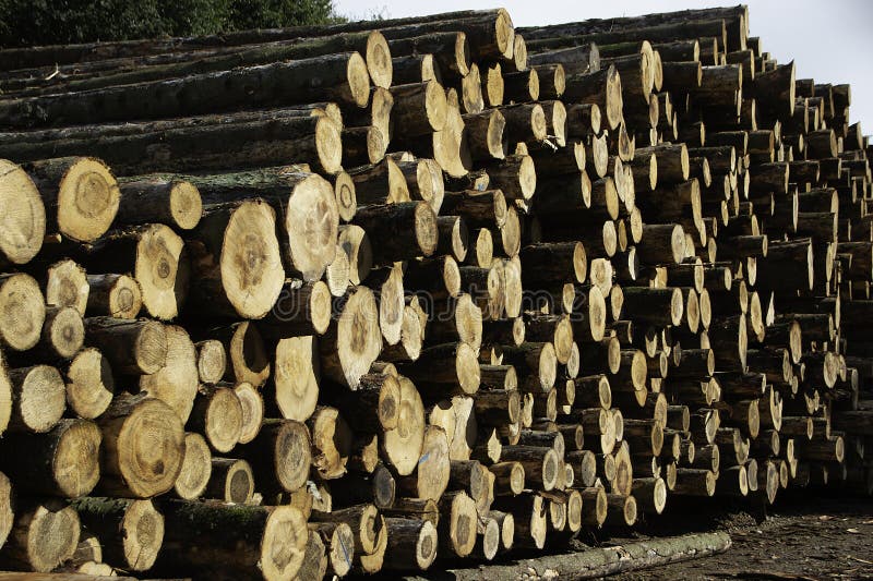 A Pile of Logs from Danish Forestry Stock Photo - Image of forestry ...