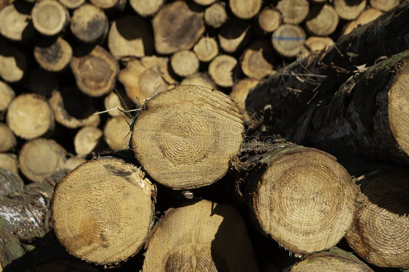 A Pile of Logs from Danish Forestry Stock Photo - Image of forest ...