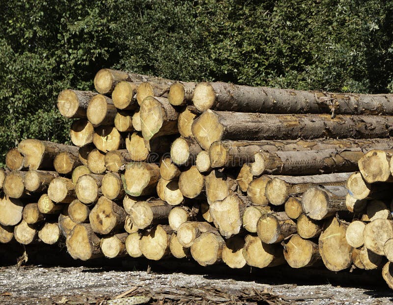 A Pile of Logs from Danish Forestry Stock Image - Image of branch ...