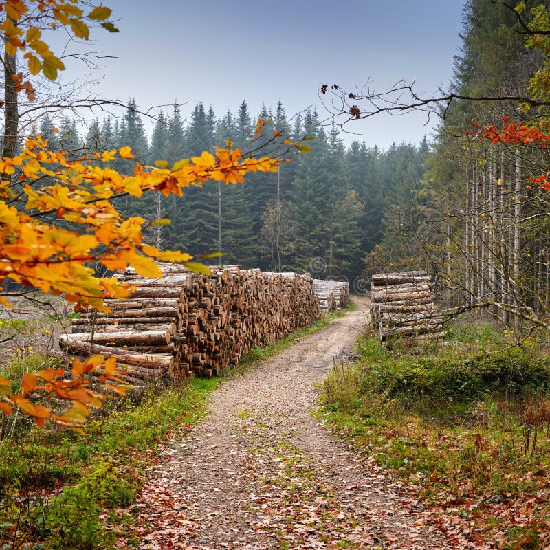 Pile of Logs - the Forest in Autumn. the Forest in the Colors of Autumn ...