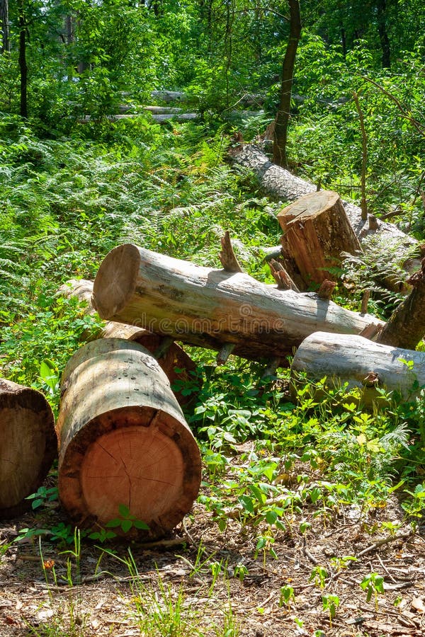 A Pile of Logs in a Forest Glade. Felled Old Trees in the Forest Stock ...