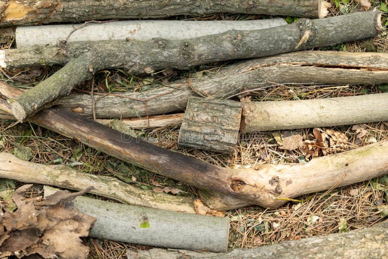 A Pile of Logs on the Ground Stock Image - Image of lumber, timber ...