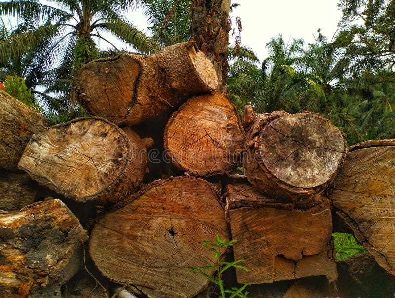 Pile of Logs from Illegal Logging Stock Photo - Image of tree, logging ...