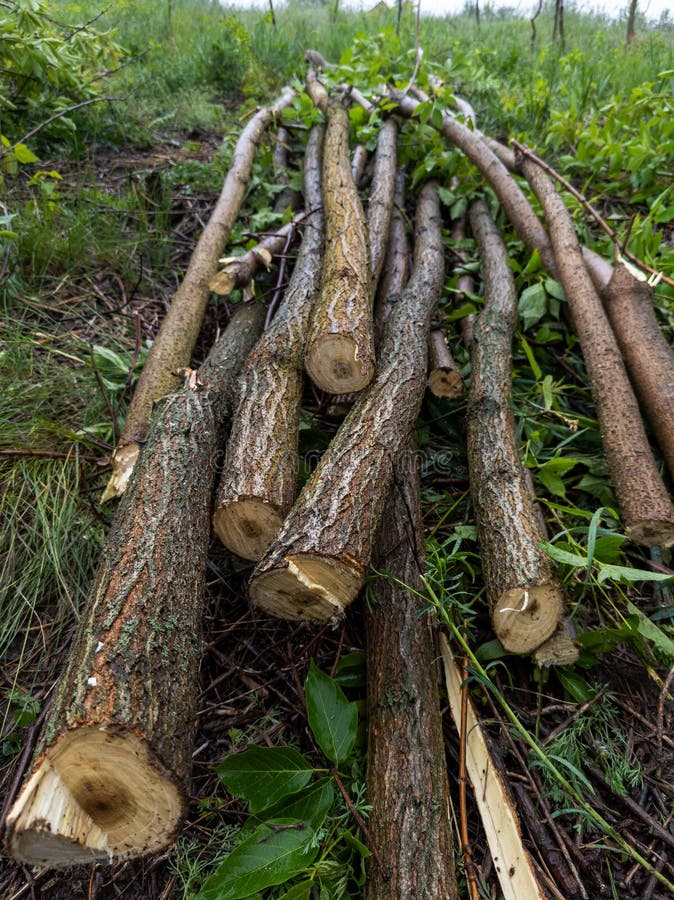 A Pile of Logs that are Laying on the Ground Stock Photo - Image of ...