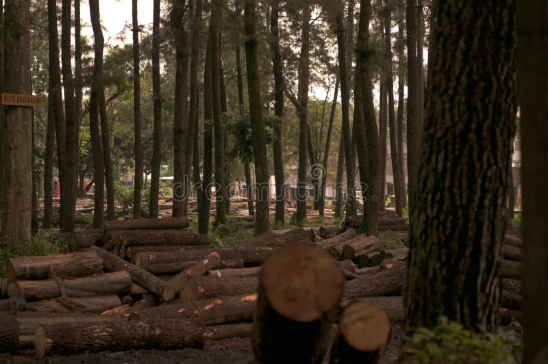 Pile of Logs from Logging in the Forest Stock Image - Image of tree ...