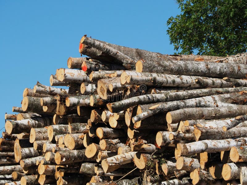 A Pile of Logs. Lumber Made of Birch Logs Stock Image - Image of stack ...
