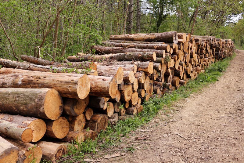 Pile of logs by a path stock image. Image of material - 104184605