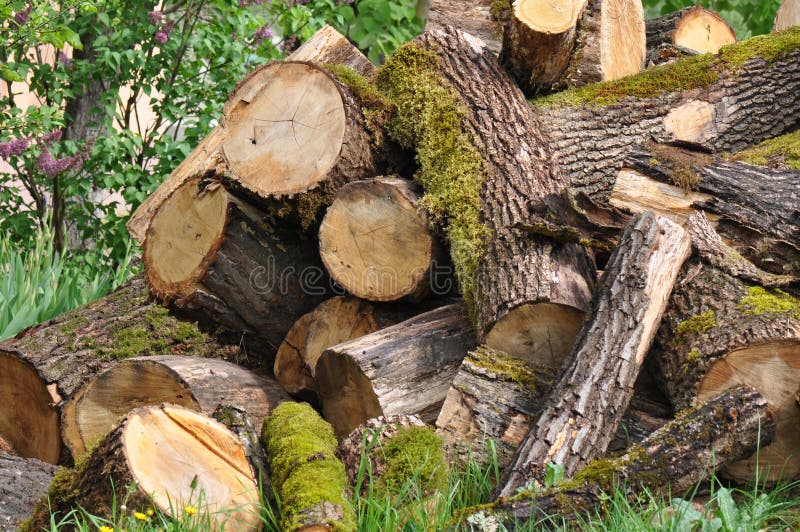 Pile of logs stock image. Image of agriculture, environment - 114733291