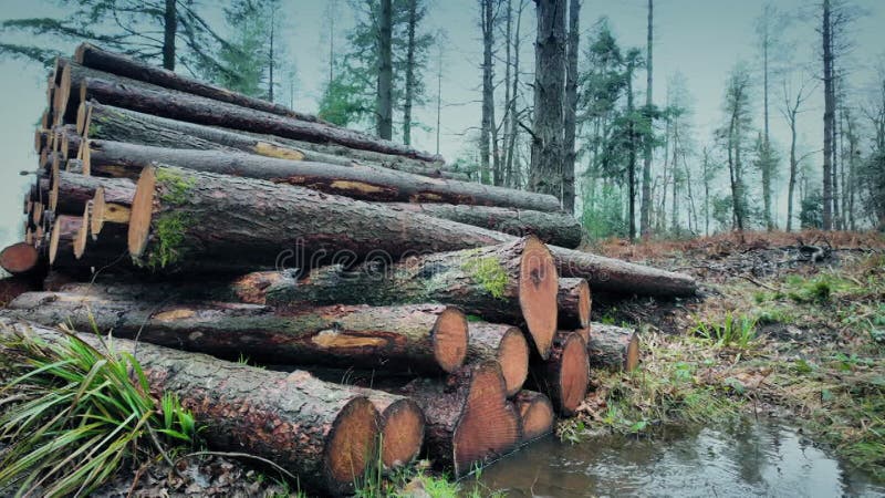 Timber Cut Log Pile in the Woods Stock Video - Video of cutting ...