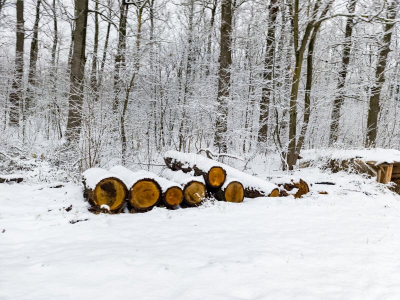 A Pile of Logs Sitting in the Snow in the Woods Stock Photo - Image of ...