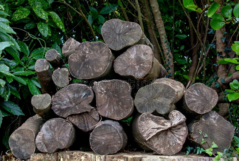 Logs on a tree stump stock image. Image of jungle, trunk - 240756779