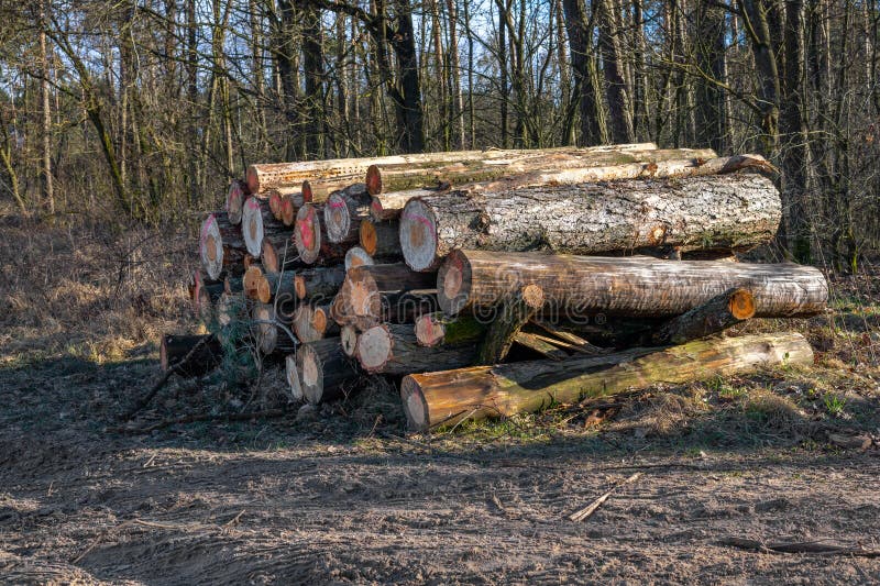 A Small Pile of Logs on the Edge of the Forest. Stock Image - Image of ...