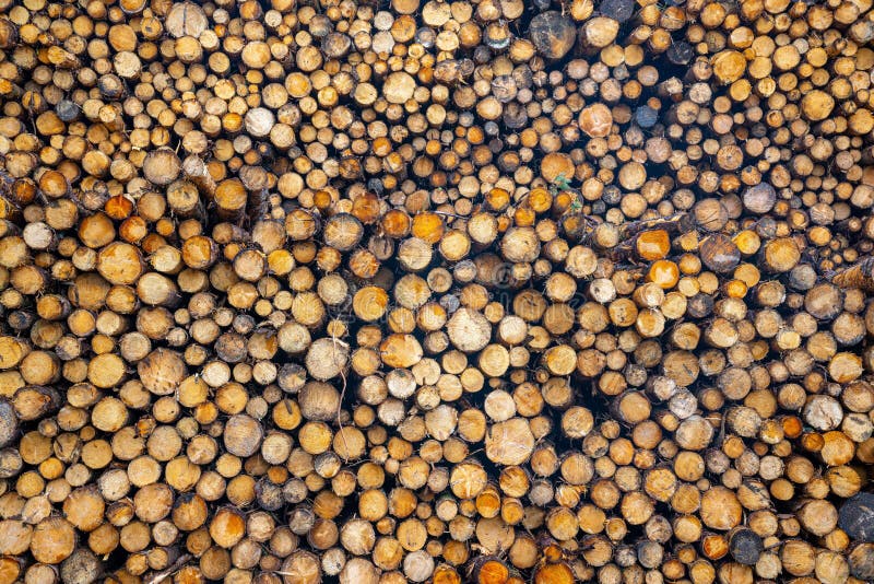 Pile of Logs Stacked on Top of Each Other Stock Image - Image of ...