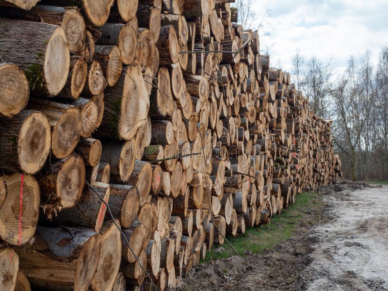 Pile of Logs, Timber Harvesting, Forest Woodworking Industry. Logging ...