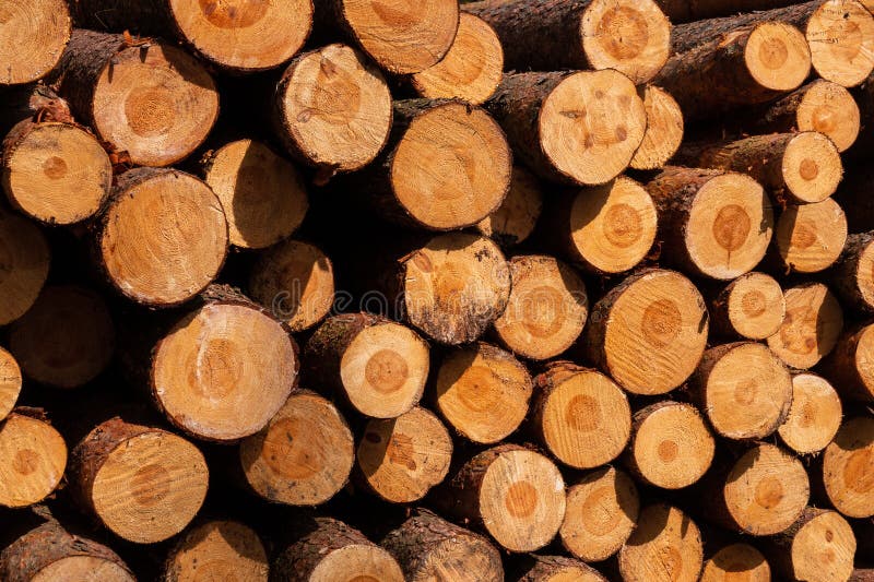 A Pile of Logs in a Wood on a Late Spring Day Stock Photo - Image of ...