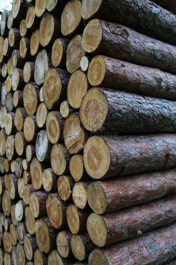 Pile of lumber stock photo. Image of sawed, deforestation - 36259400