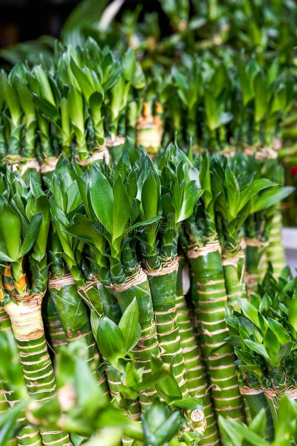 A Pile of Lush Green Lucky Bamboos Stock Photo - Image of tropics, food ...
