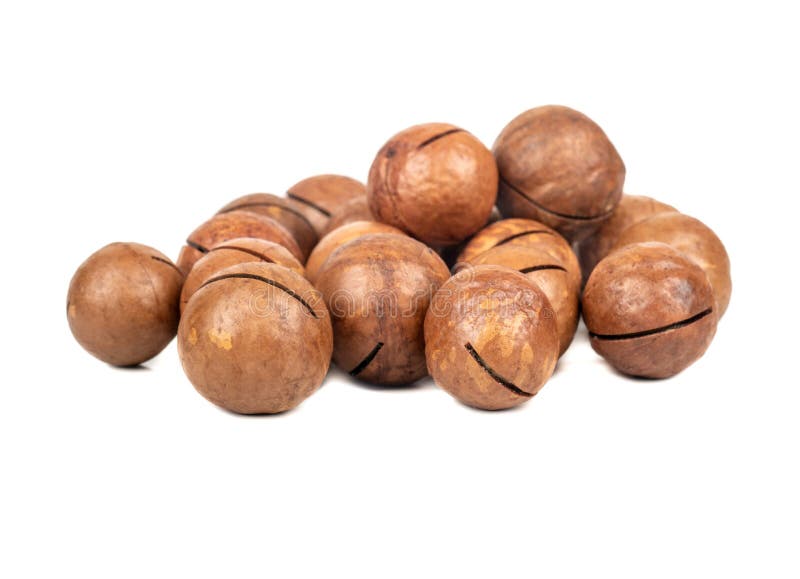 Macadamia nut in shell stock photo. Image of crust, isolation - 170467060