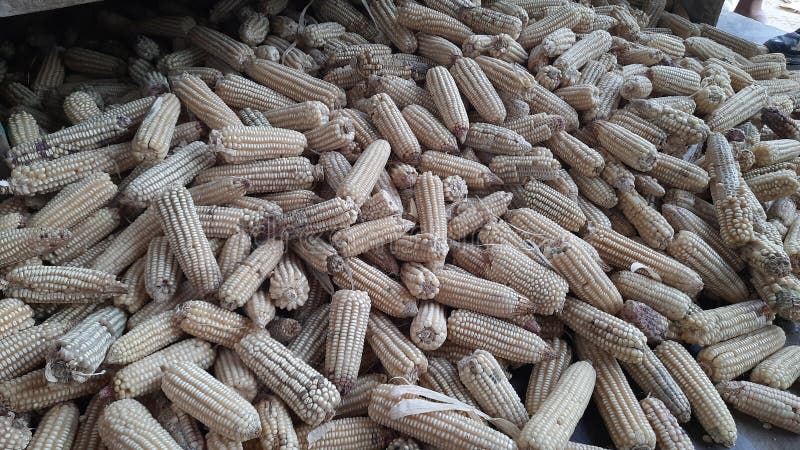 A pile of Maize corn cobs stock photo. Image of popcron - 316691668