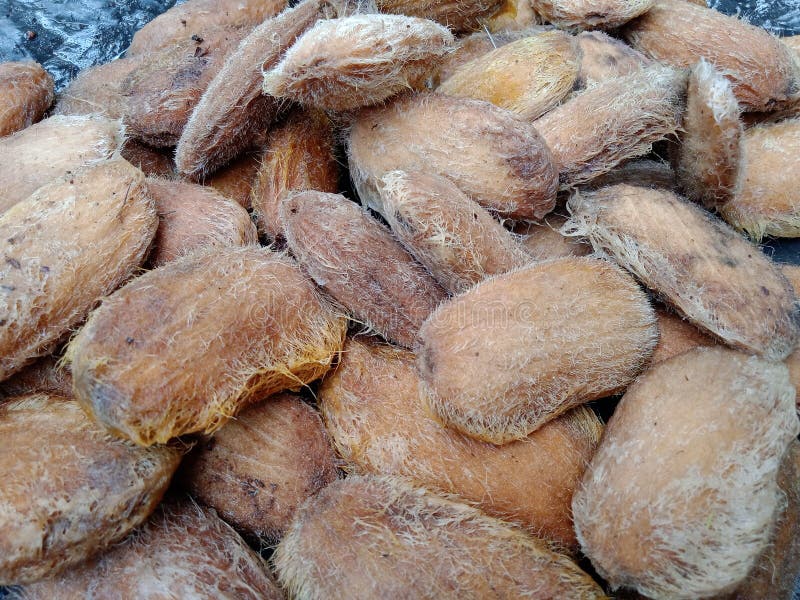 Mango Seeds on White Background. Stock Image - Image of abstract, mango ...