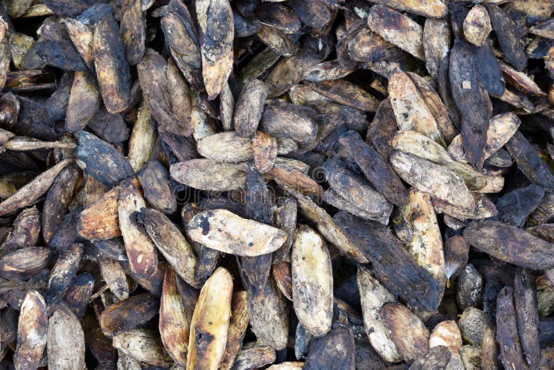 Pile of mango seeds rot stock image. Image of mango, seed - 91114521