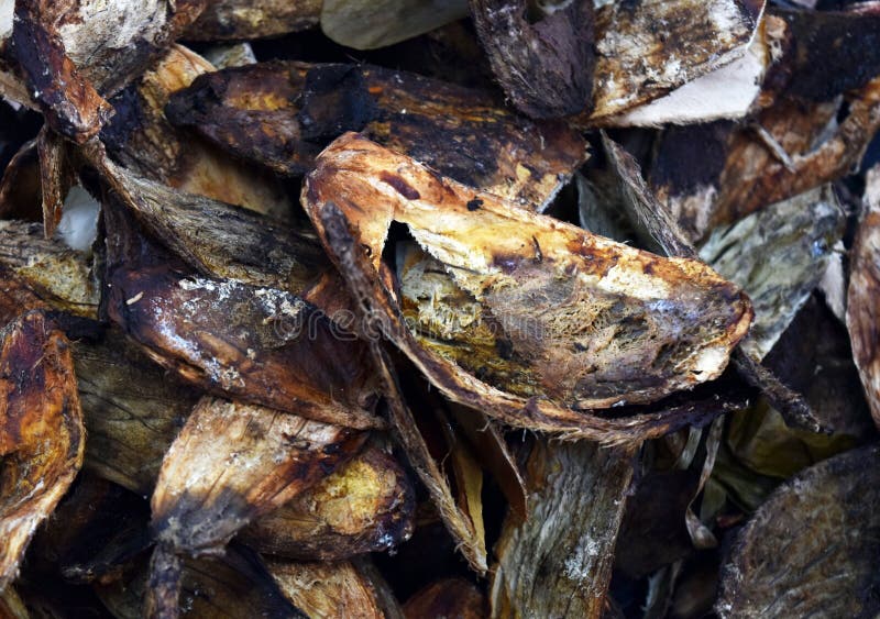 Pile of mango seeds rot stock image. Image of small, shape - 91114905