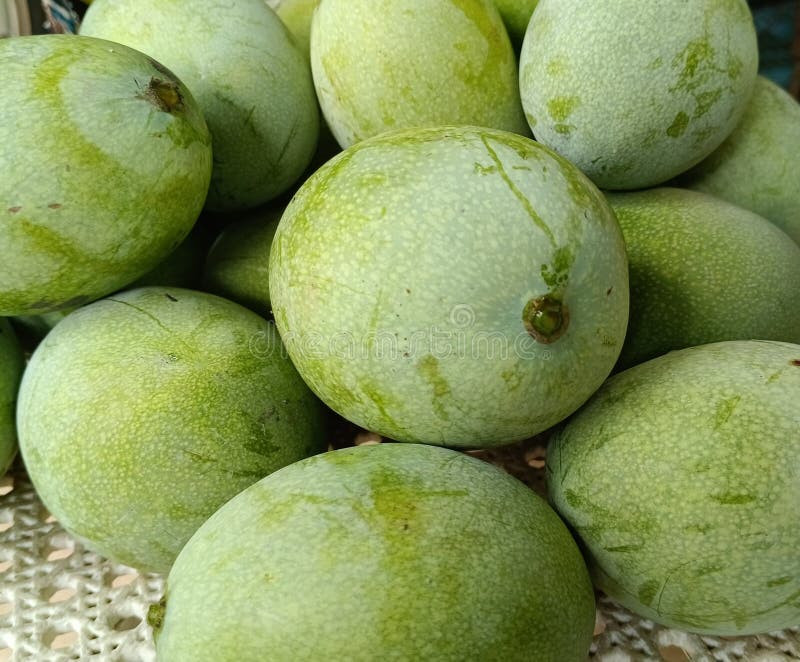 Pile of Mangoes Just Picked from the Tree Stock Image - Image of ...