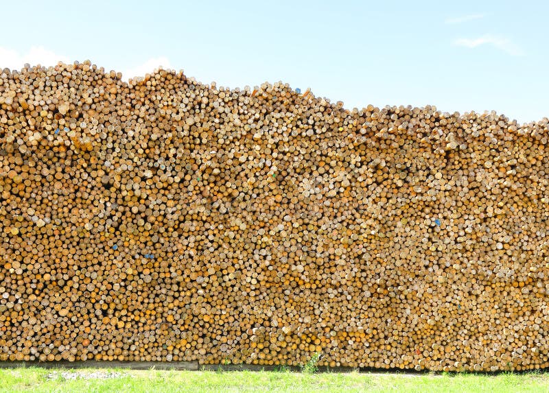 Pile of Many Cut Logs for the Production of Building Materials and ...
