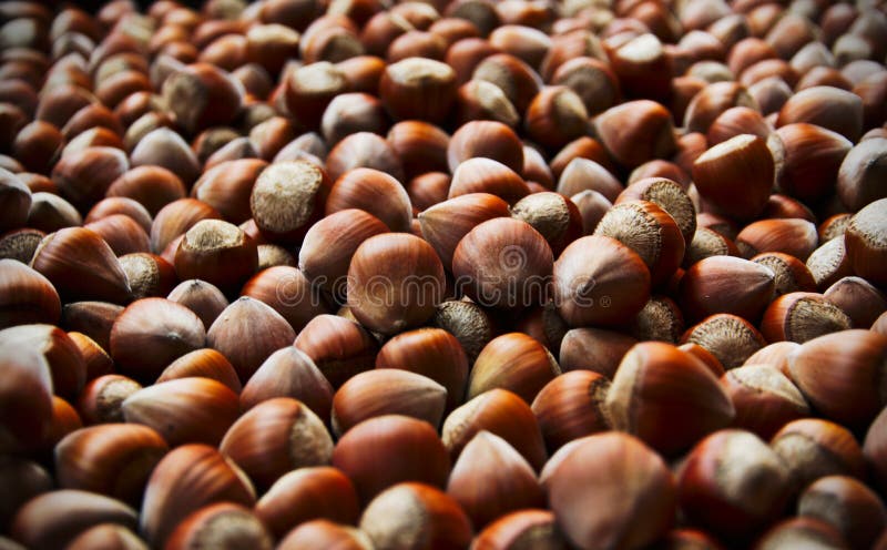 Pile with Many Hazelnuts Drying Stock Image - Image of energy ...