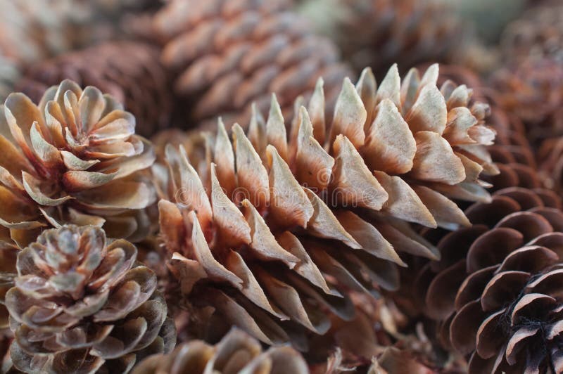 A Pile of Many Various Brown Fir Cones Front View Stock Photo - Image ...