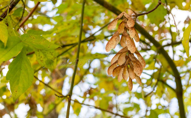 A Bunch of Maple Seeds Hanging on a Tree Stock Photo - Image of botany ...