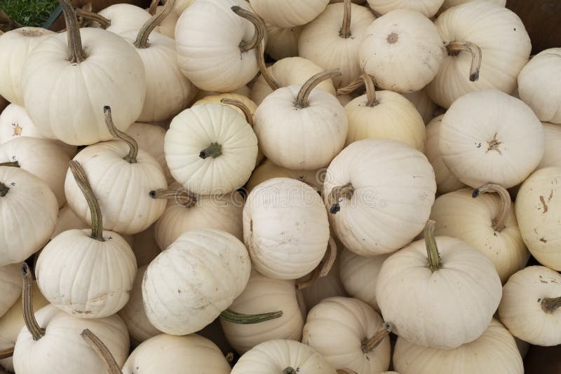 Pile of Medium-large White Pumpkins Stock Image - Image of harvest ...