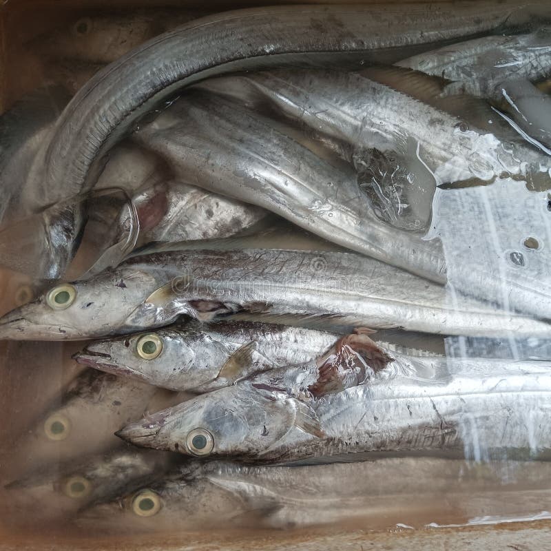 A Pile of Medium Sized Layur Fish Sold by Traders at the Fish Market ...