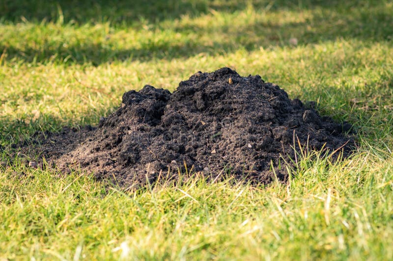 Pile of Mole Mound on the Lawn Stock Photo - Image of garden, ecology ...