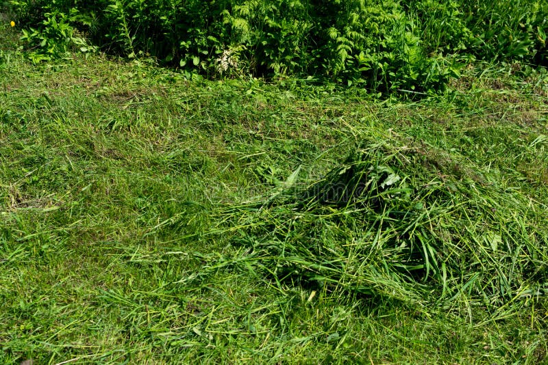 Pile of Mown Lawn Grass in the Spring Garden Stock Image - Image of ...