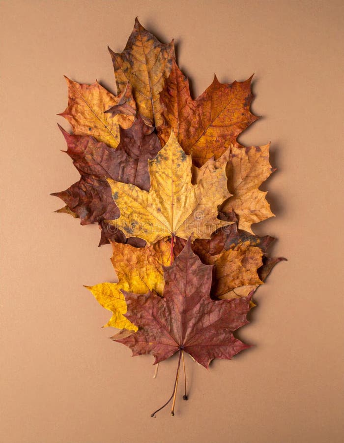Pile of Multicolored Autumn Maple Leaves on Brown Paper Background ...
