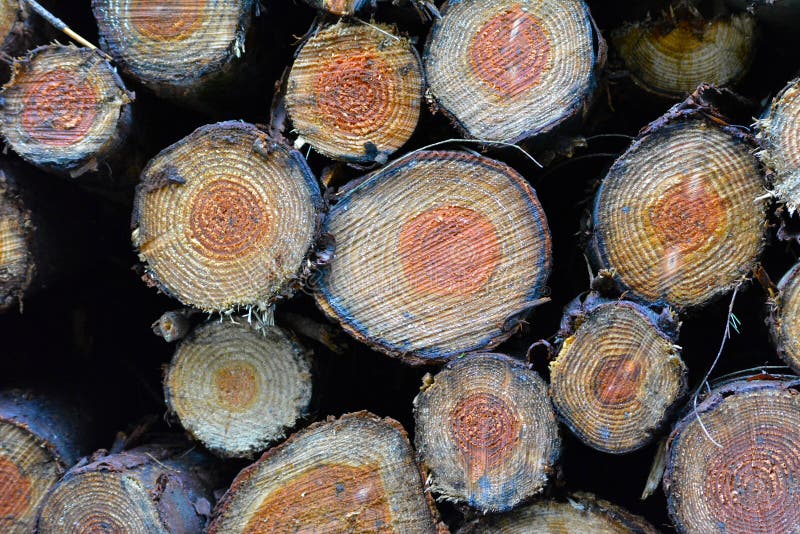 Pile of Multiple Sawn Off Wood Tree Logs with Year Growth Rings Stock ...