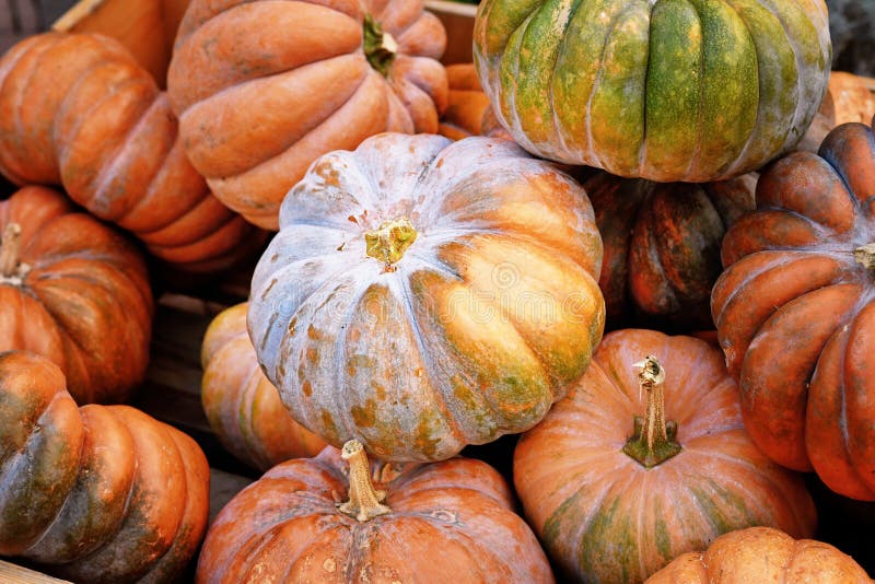 Musque De Provence Pumpkins Stock Image - Image of ingredient, provenza ...
