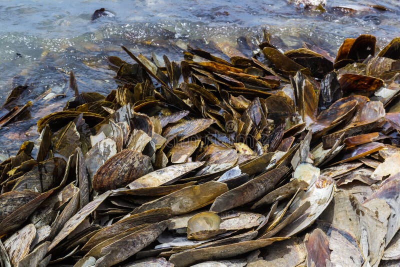 Pile of mussel shell stock photo. Image of shell, fish - 74862706