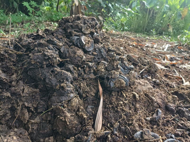 Pile of Natural Compost Made from Cow Dung Stock Image - Image of ...