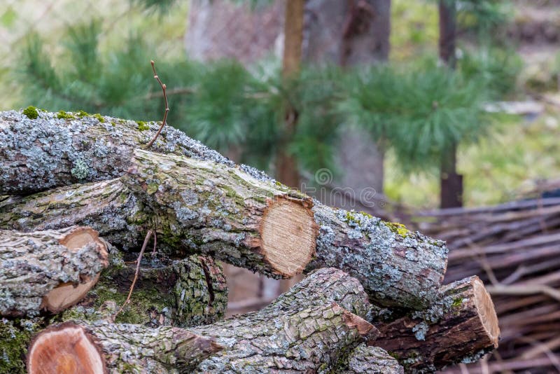 A Pile of Natural Logs with Bark Stock Image - Image of cutting, hand ...