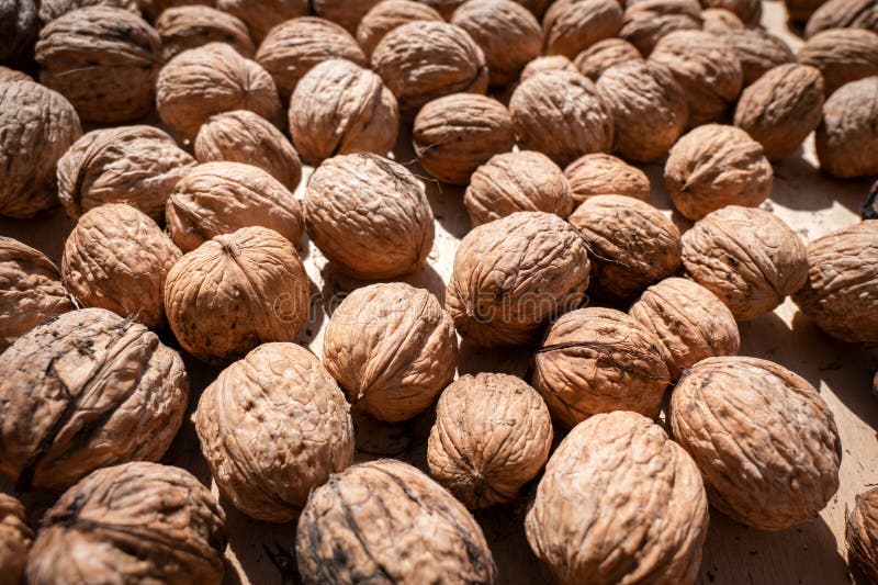Nuts drying in the sun stock image. Image of crunchy - 297606305