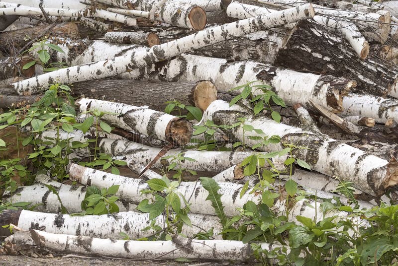 Pile of Old Cut Birch Tree Logs Stock Image - Image of environment ...