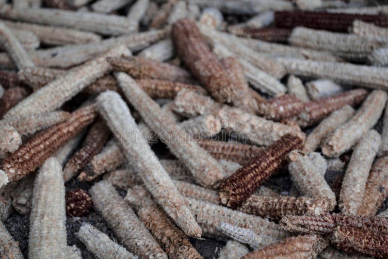 Pile of Old Empty Corn Cobs with Removed Kernels Stock Photo - Image of ...