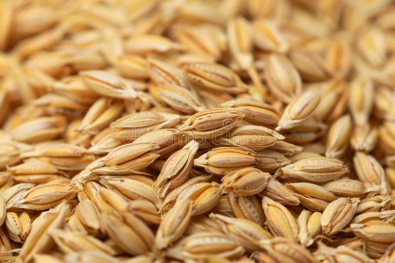 Pile of Organic Rice Grains Ready for Processing Stock Photo - Image of ...
