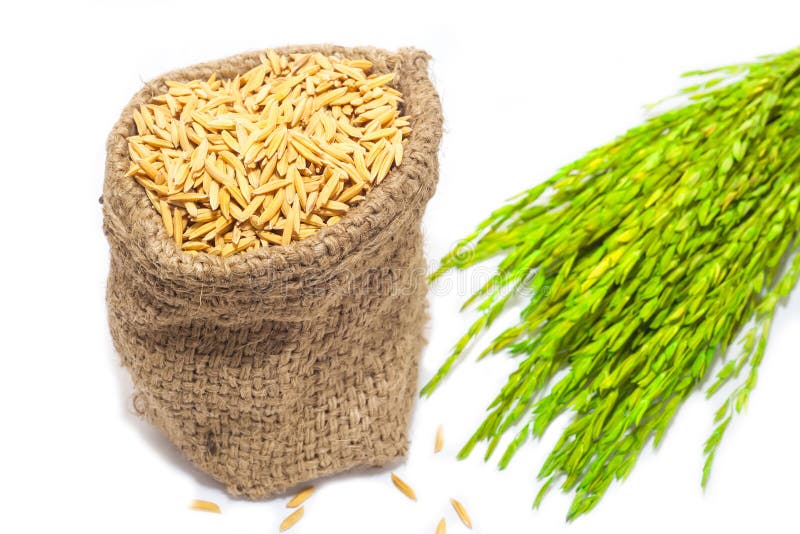 Pile of paddy stock image. Image of laos, crop, detail - 35431375